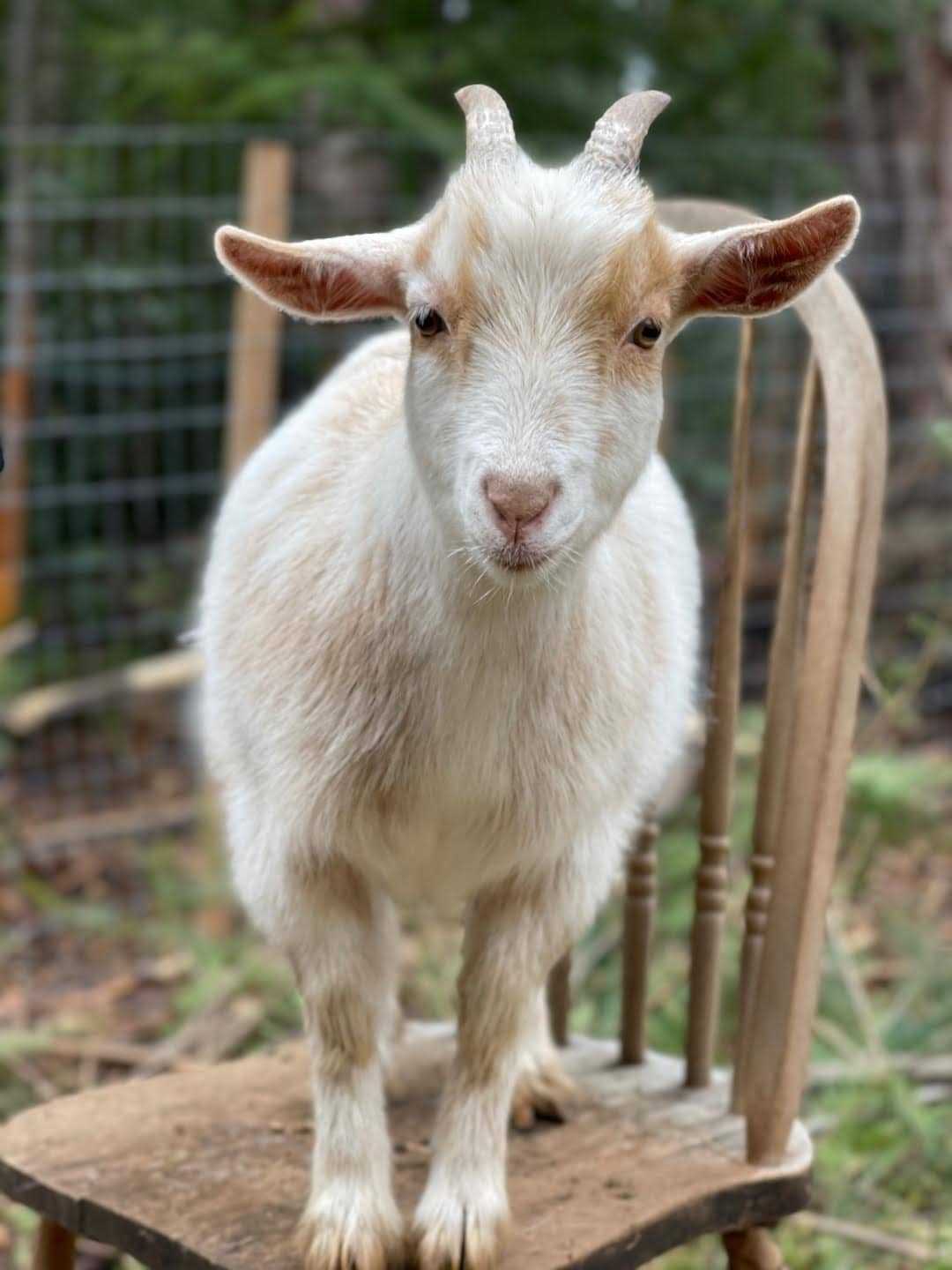 Weekend View - French Country Cottage