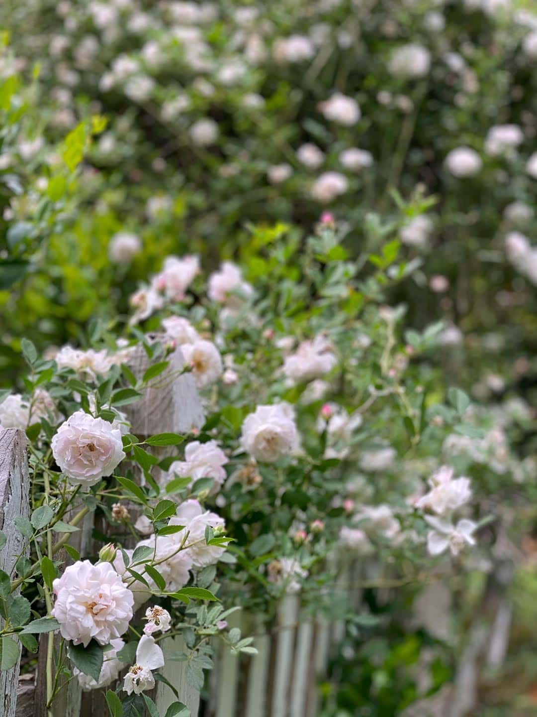 Favorite Beautiful Cottage Garden Roses - French Country Cottage
