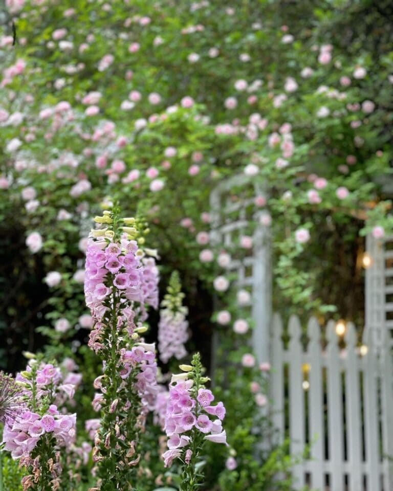 Favorite Beautiful Cottage Garden Roses - French Country Cottage