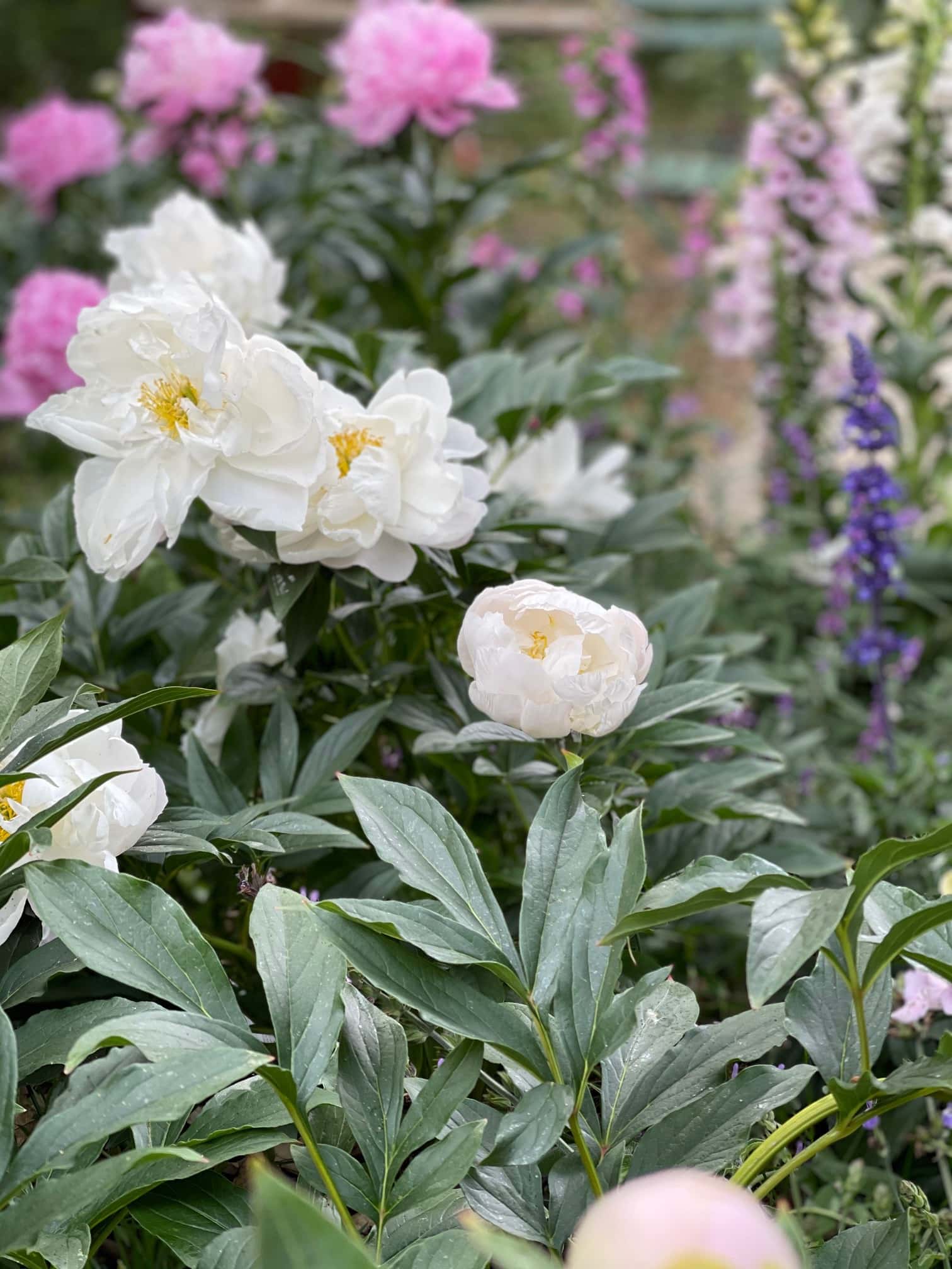 Planting a Peony Garden - French Country Cottage