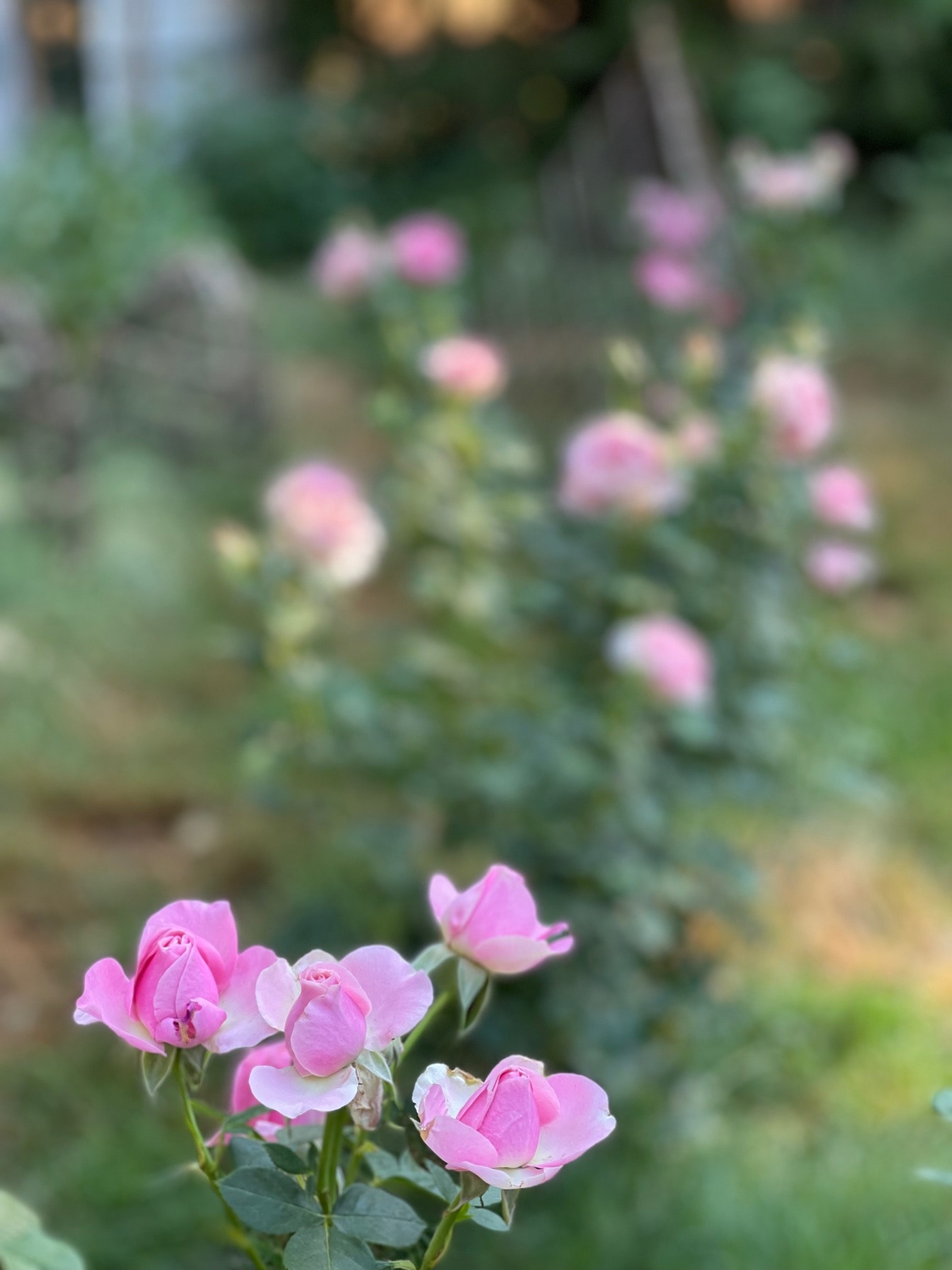 Favorite Beautiful Cottage Garden Roses - French Country Cottage