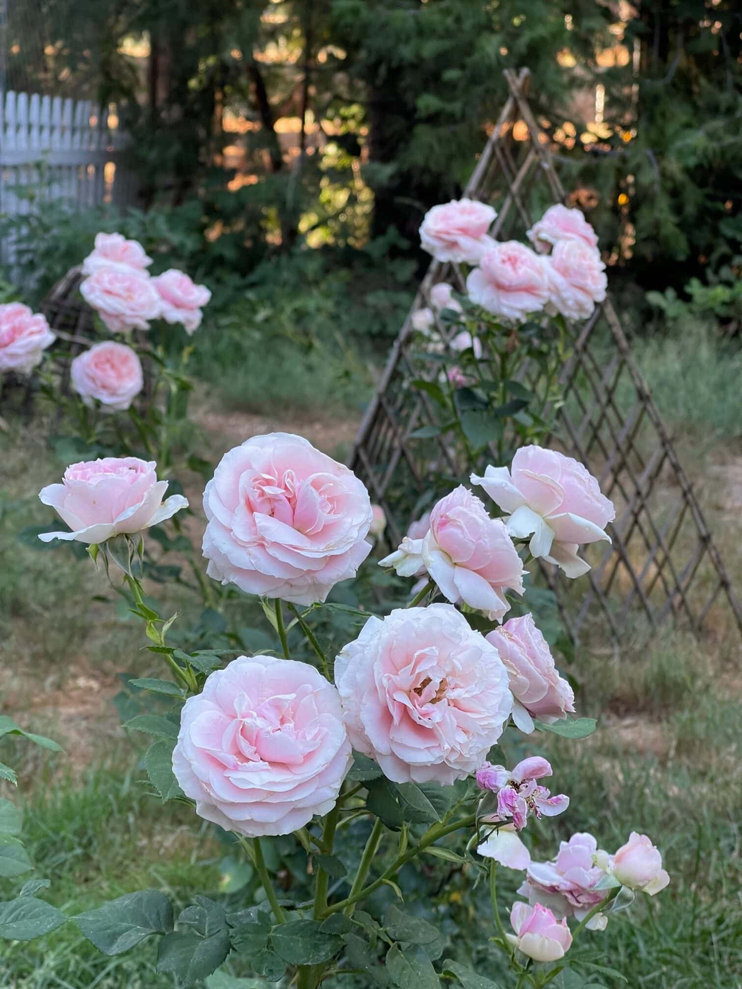 Favorite Beautiful Cottage Garden Roses - French Country Cottage