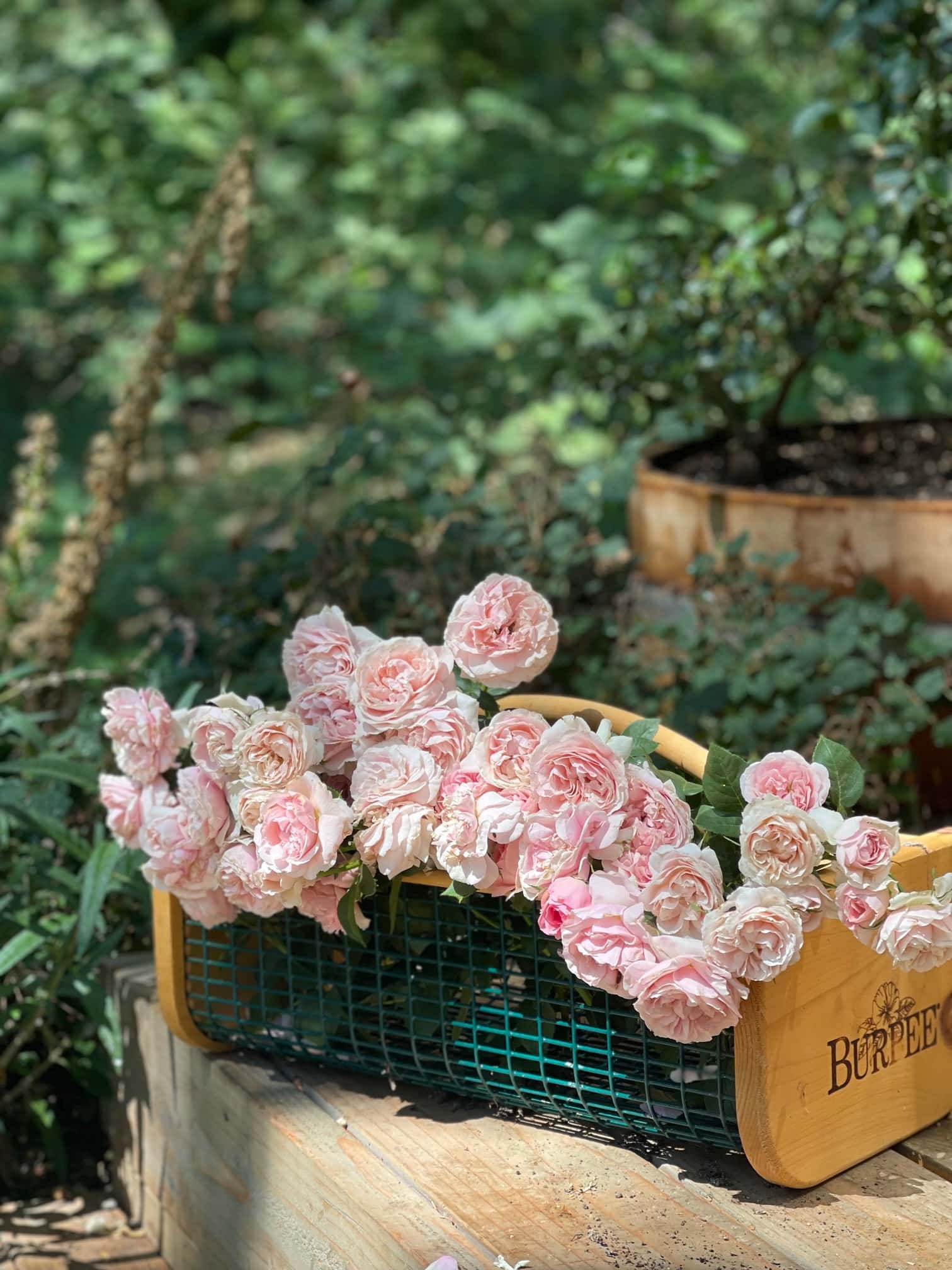 Favorite Beautiful Cottage Garden Roses - French Country Cottage