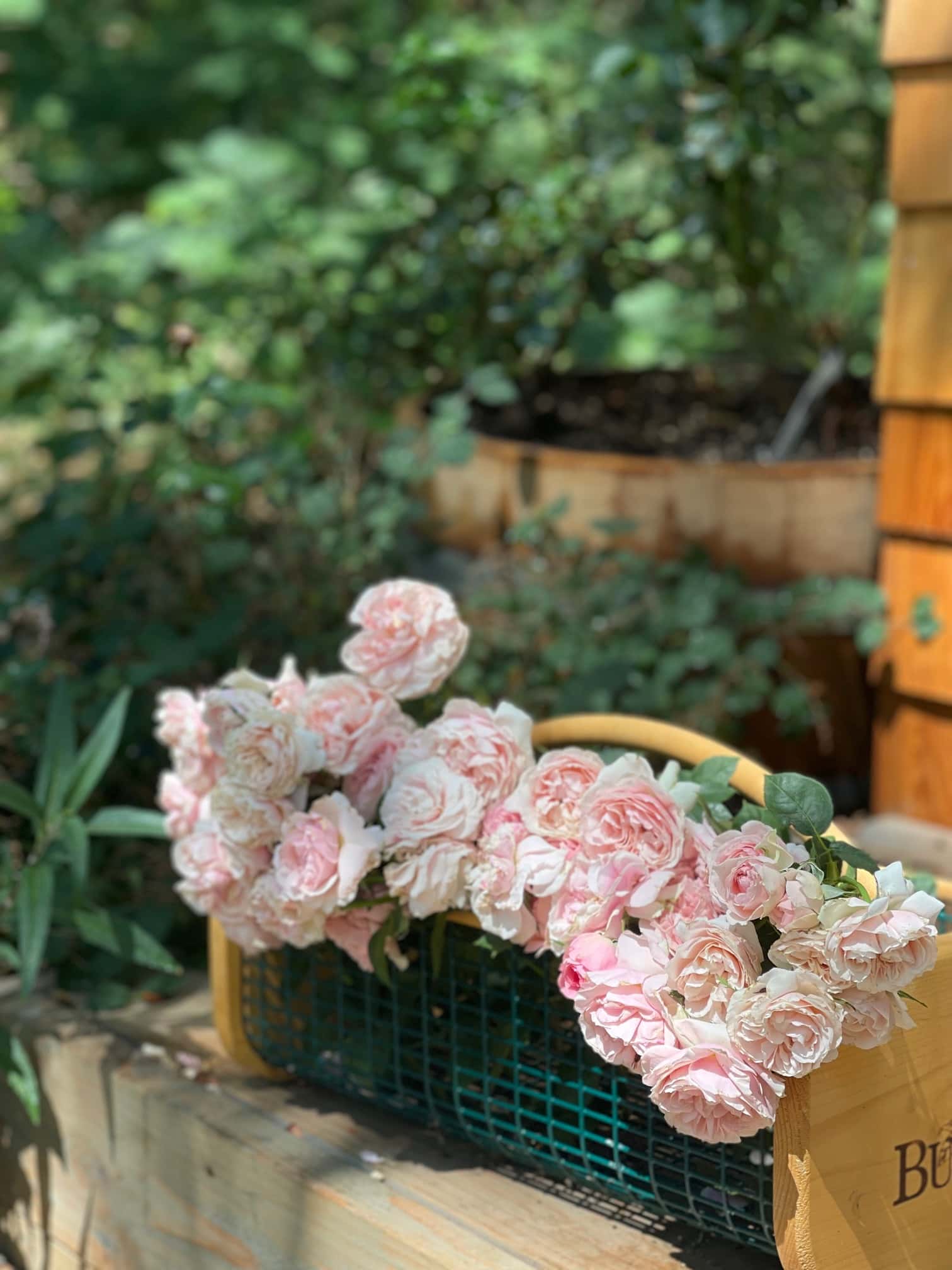 Favorite Beautiful Cottage Garden Roses - French Country Cottage