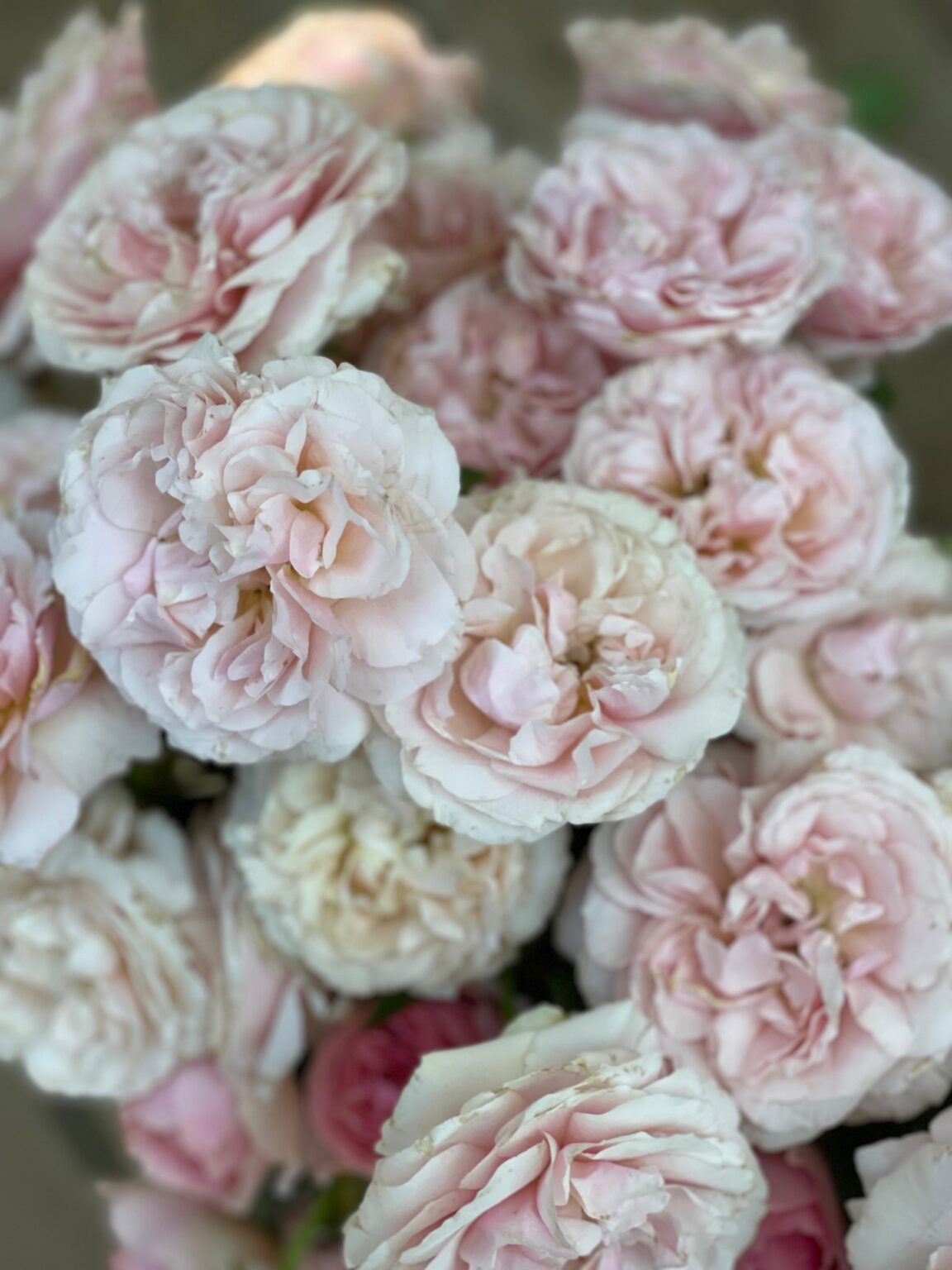 Favorite Beautiful Cottage Garden Roses - French Country Cottage