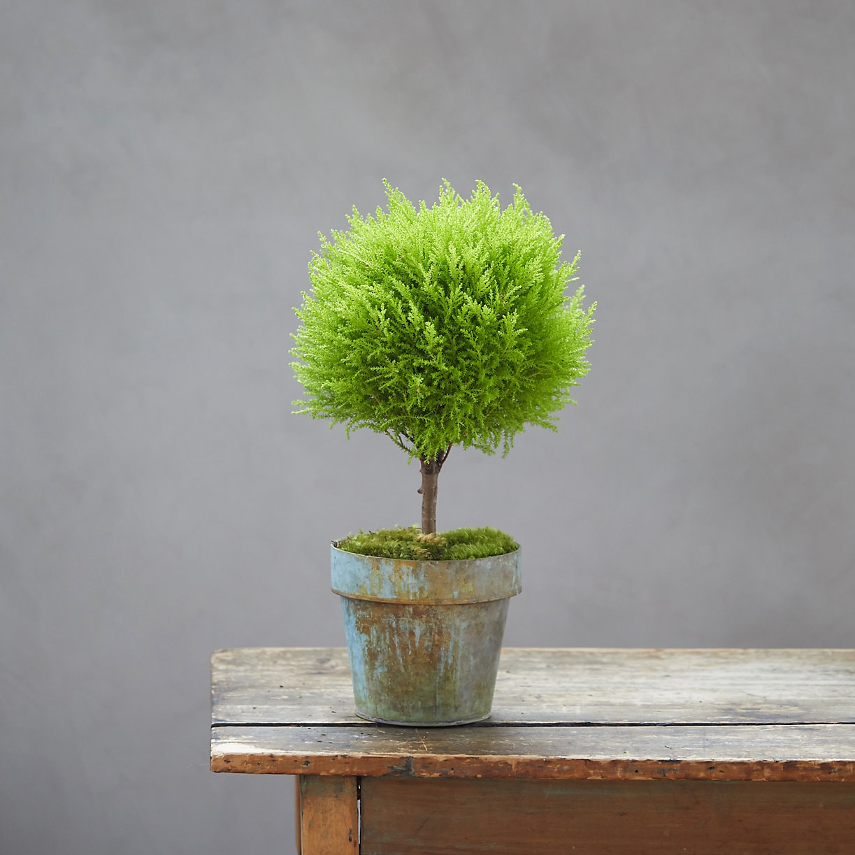 Friday Favorites- 24 Charming Topiaries - French Country Cottage