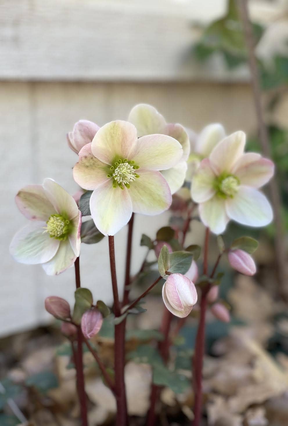 DIY 5 Minute Spring Flower Arrangement- Hellebore - French Country Cottage