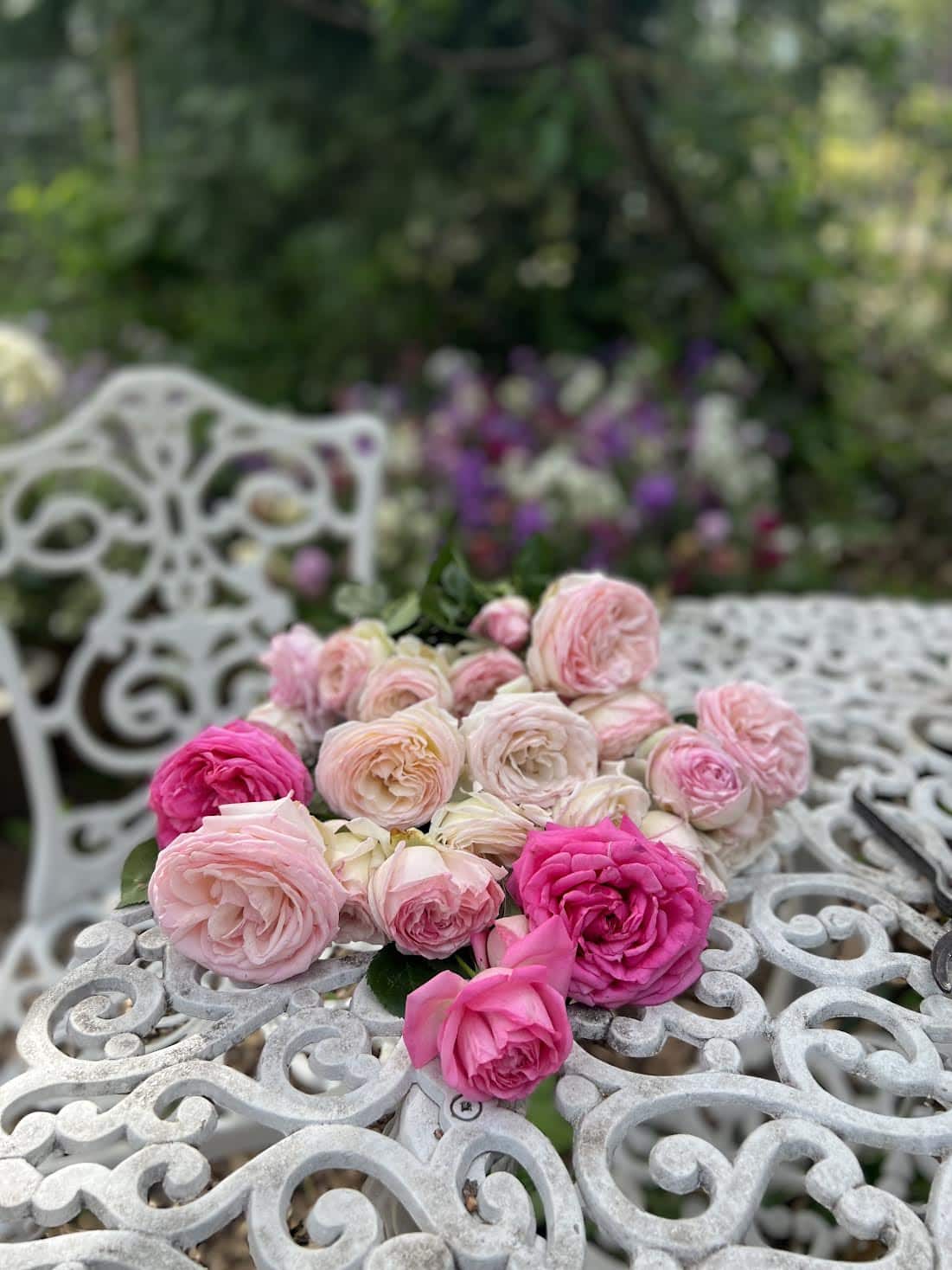 All About Beautiful Eden Climbing Roses - French Country Cottage