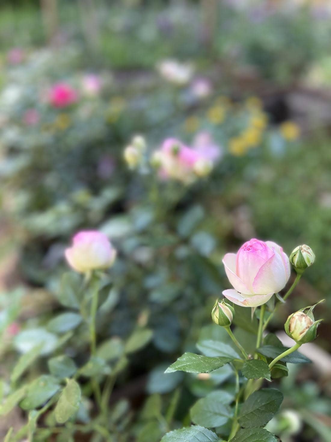 All About Beautiful Eden Climbing Roses - French Country Cottage