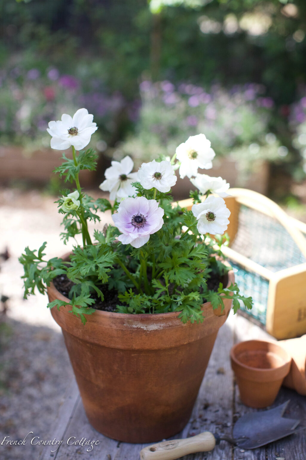 20 Beautiful Cottage Garden Pots & Planters - French Country Cottage