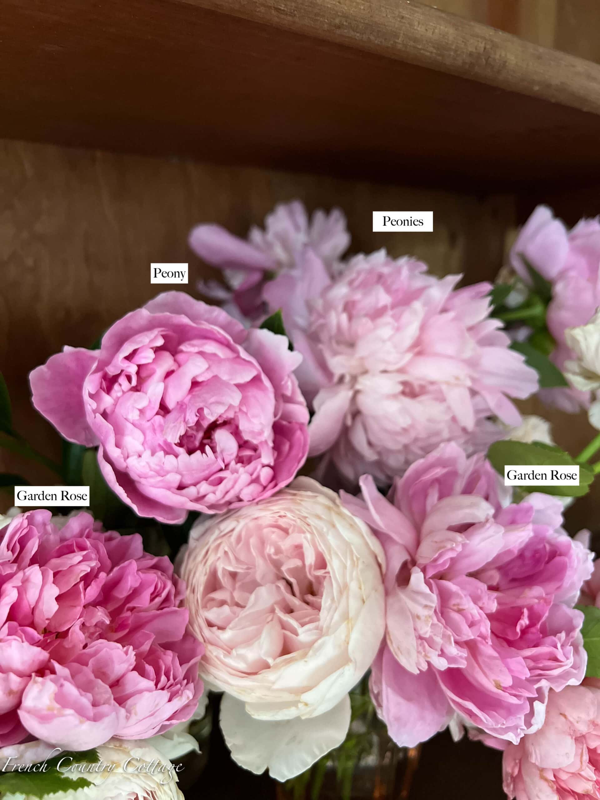 A Beautiful Garden Rose that looks like a Peony - French Country Cottage