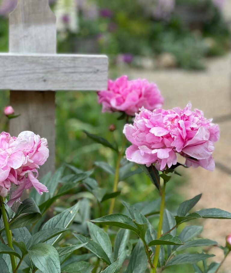 Beautiful Peonies in the garden - French Country Cottage