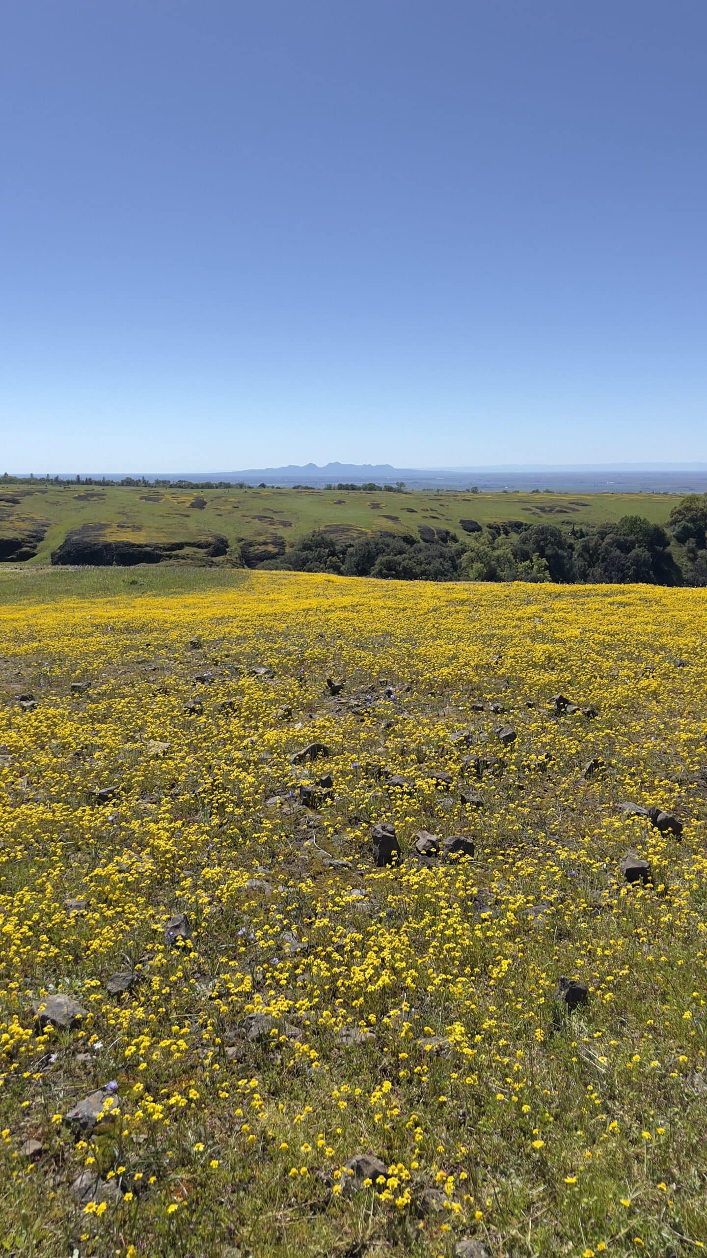 Weekend View- Beautiful Super Bloom Hike - French Country Cottage