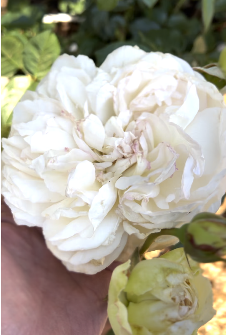 Favorite Beautiful Cottage Garden Roses - French Country Cottage