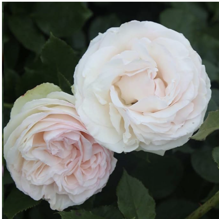 Favorite Beautiful Cottage Garden Roses - French Country Cottage