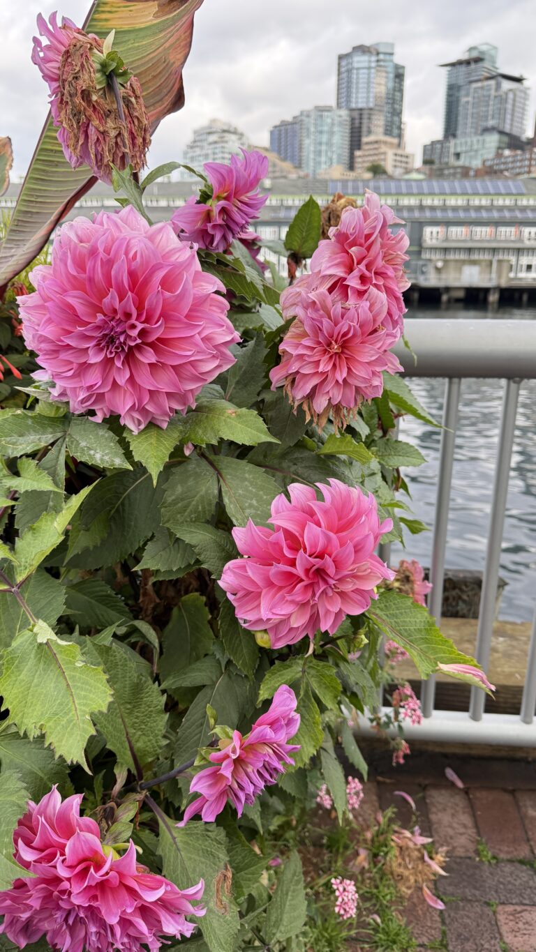 Weekend View- Beautiful Seattle Dahlias - French Country Cottage