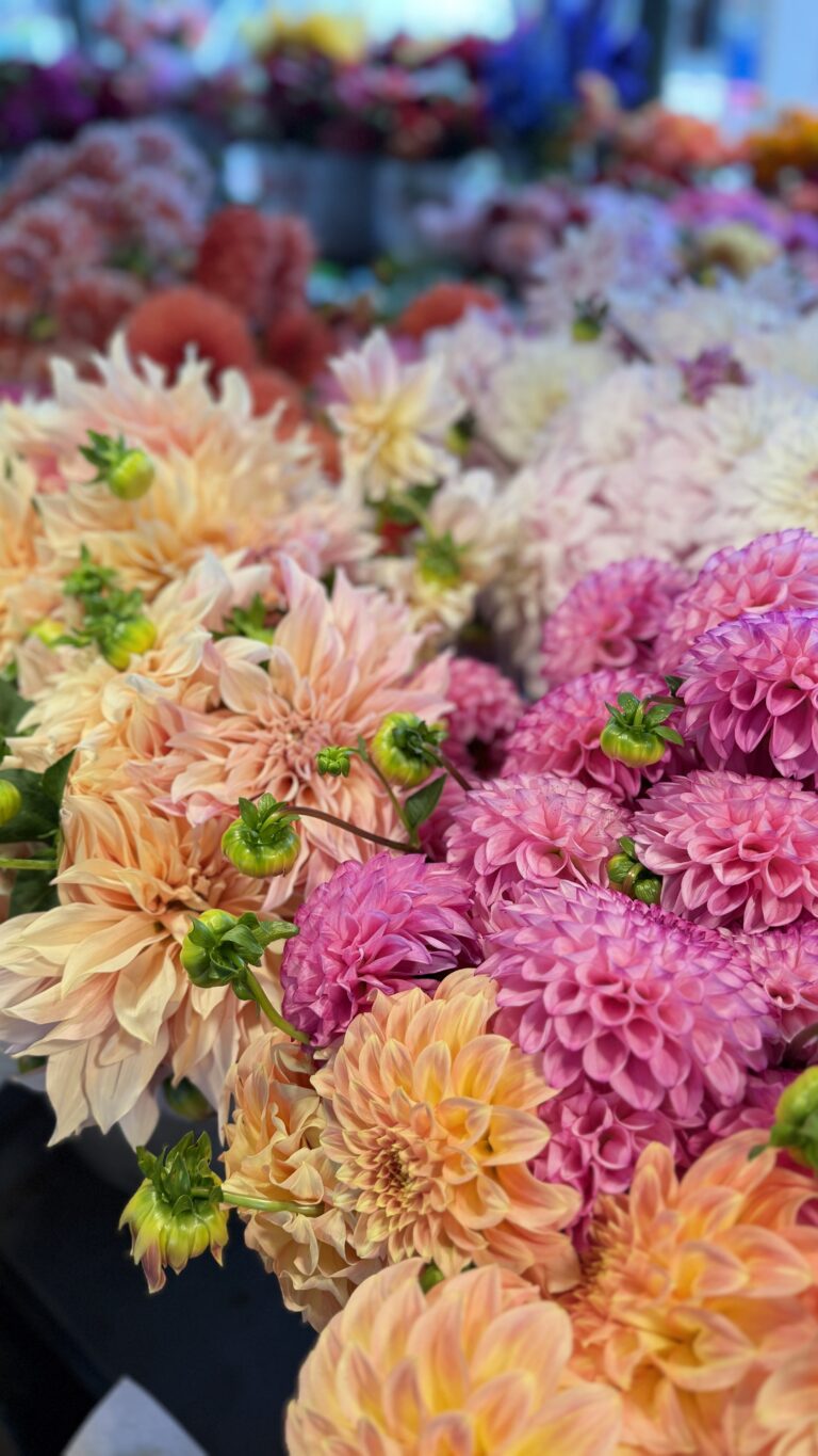 Weekend View- Beautiful Seattle Dahlias - French Country Cottage